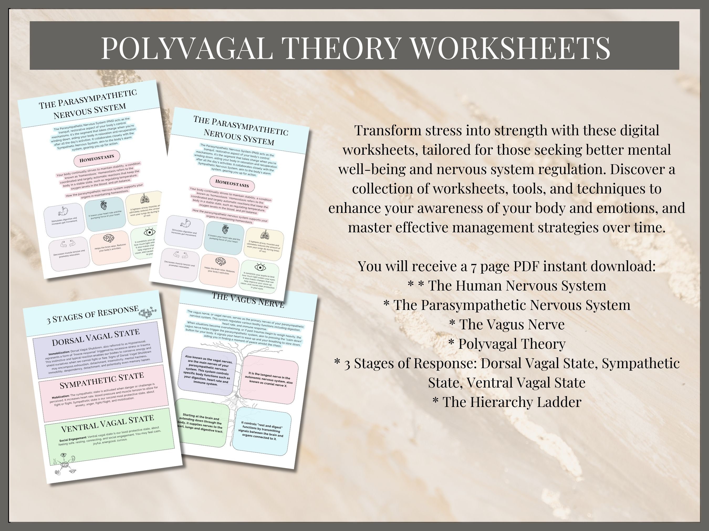 Polyvagal Theory Emotional Regulation Hierarchy Ladder,nervous System ...