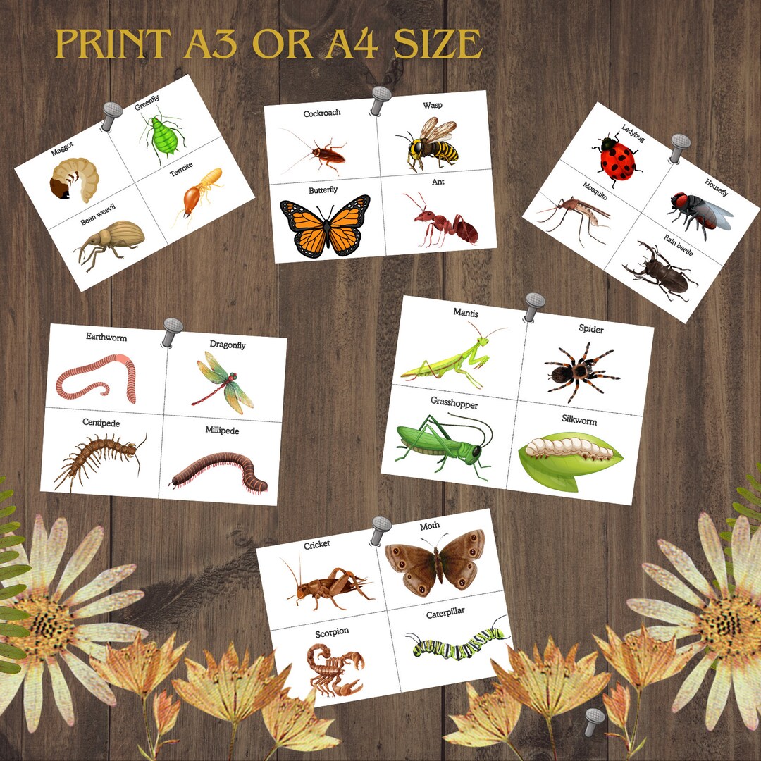 Insects Cartoon Flash Cards for Kids From Kindercry - Etsy