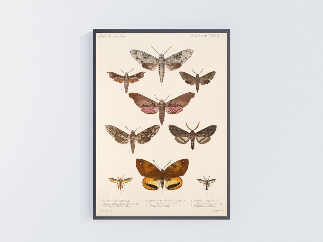 Insect Poster 1800s Vintage Insects Illustration, Butterfly Chart ...
