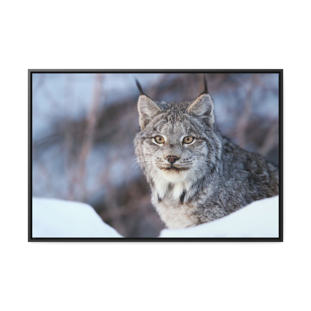 Gallery Canvas Wraps, Horizontal Frame Lynx Wild Cat Wildlife in Snow ...