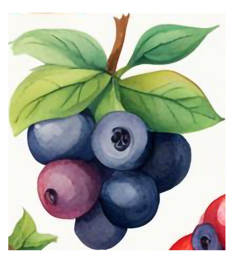 Watercolor Summer Fruits - Etsy