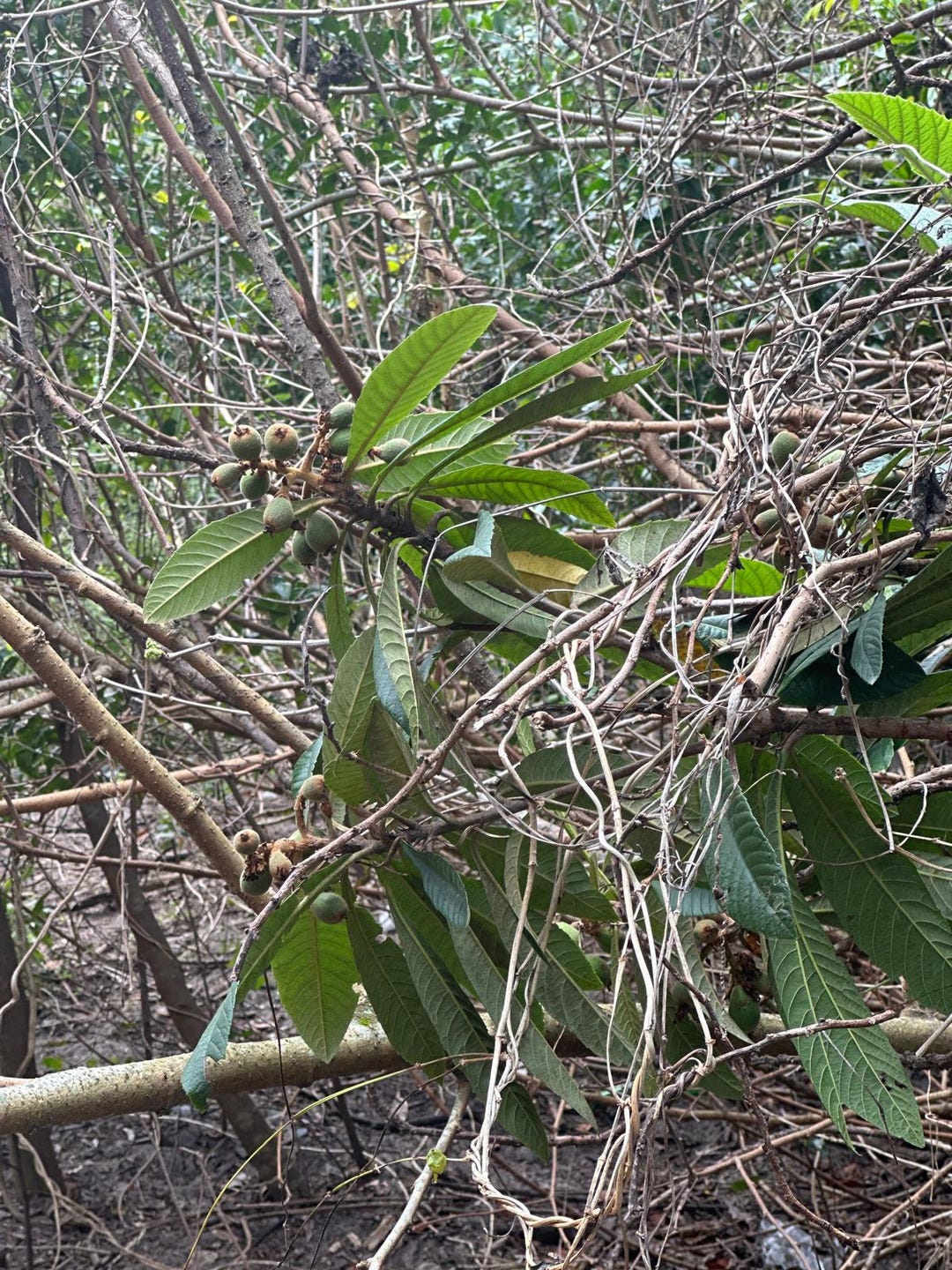Organic Loquat Japanese Plum Tree Seeds - Etsy