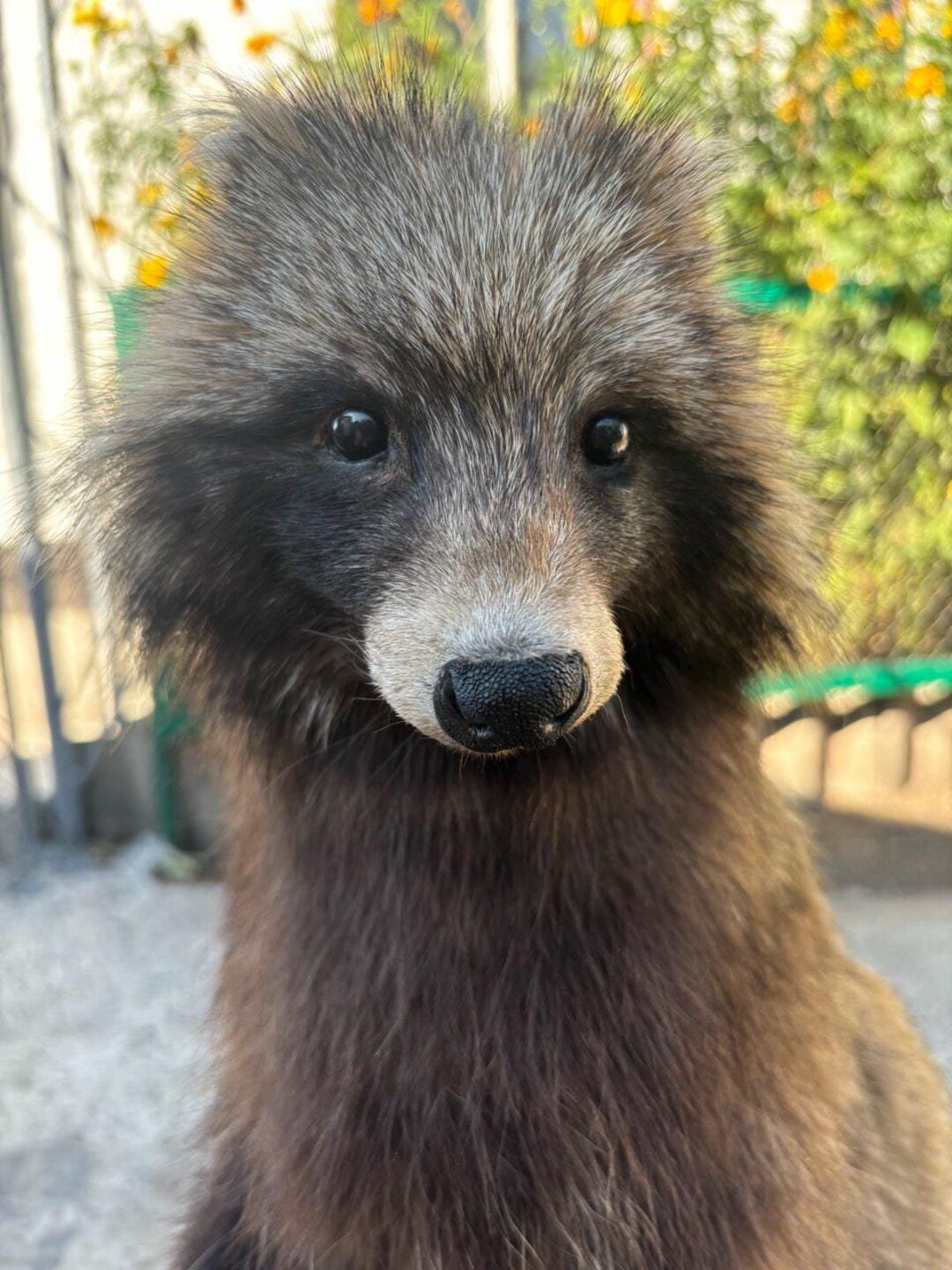 Taxidermy Raccoon procyon Lotor Stand Village House - Etsy