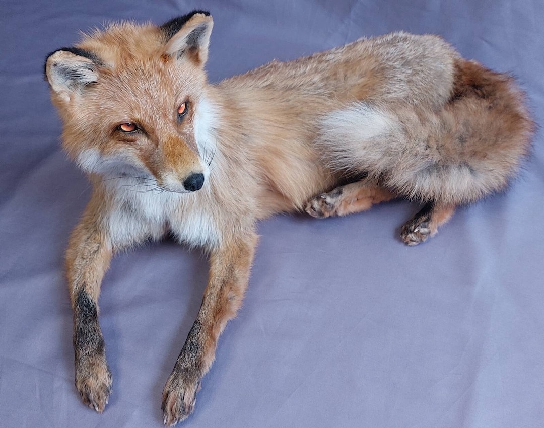 Taxidermy Fox Stunning Reclining Red Fox Sculpture Fixed Pose Taxidermy ...