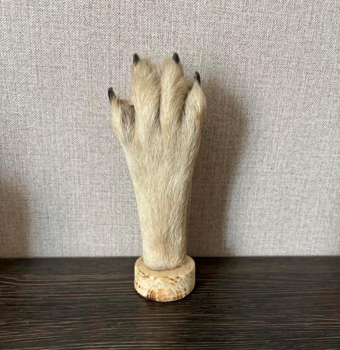 Taxidermy Coyote Paw Large Paw With Claws Stand - Etsy