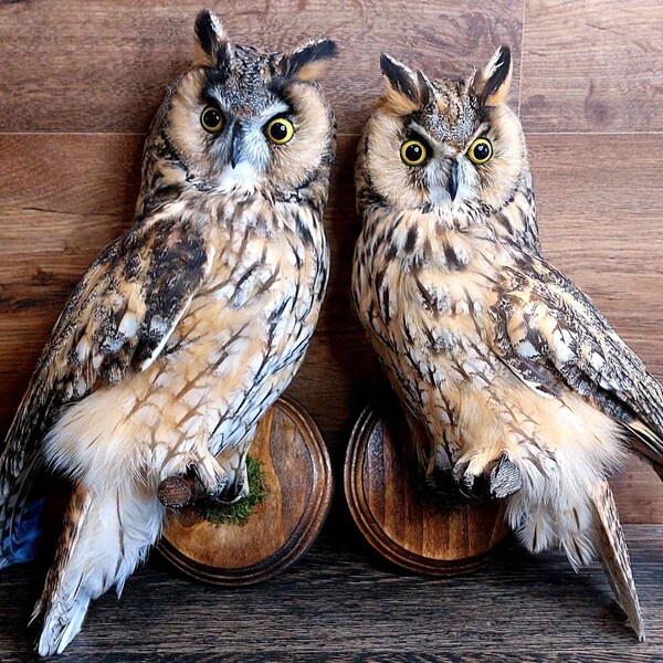 2" Stuffed Owls - Etsy