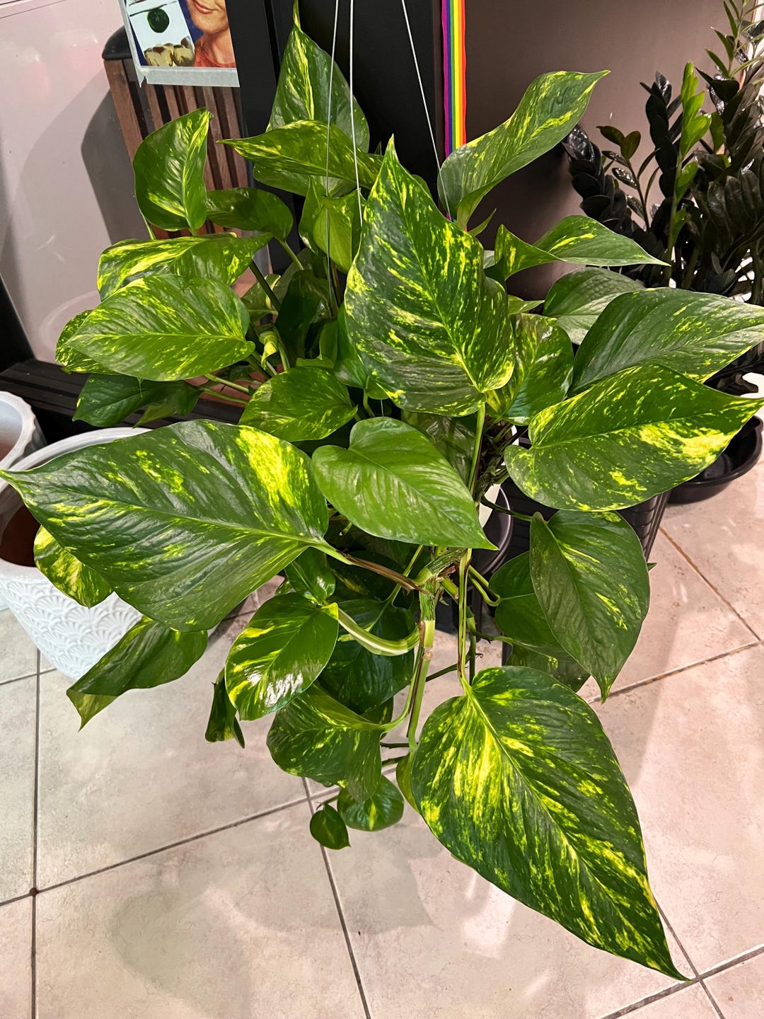 Hawaiian Pothos (large Golden Pothos) - Plant Cuttings Propagations - Etsy