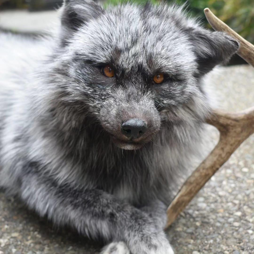 Taxidermy Soft Mount Fox Commission - Etsy Australia