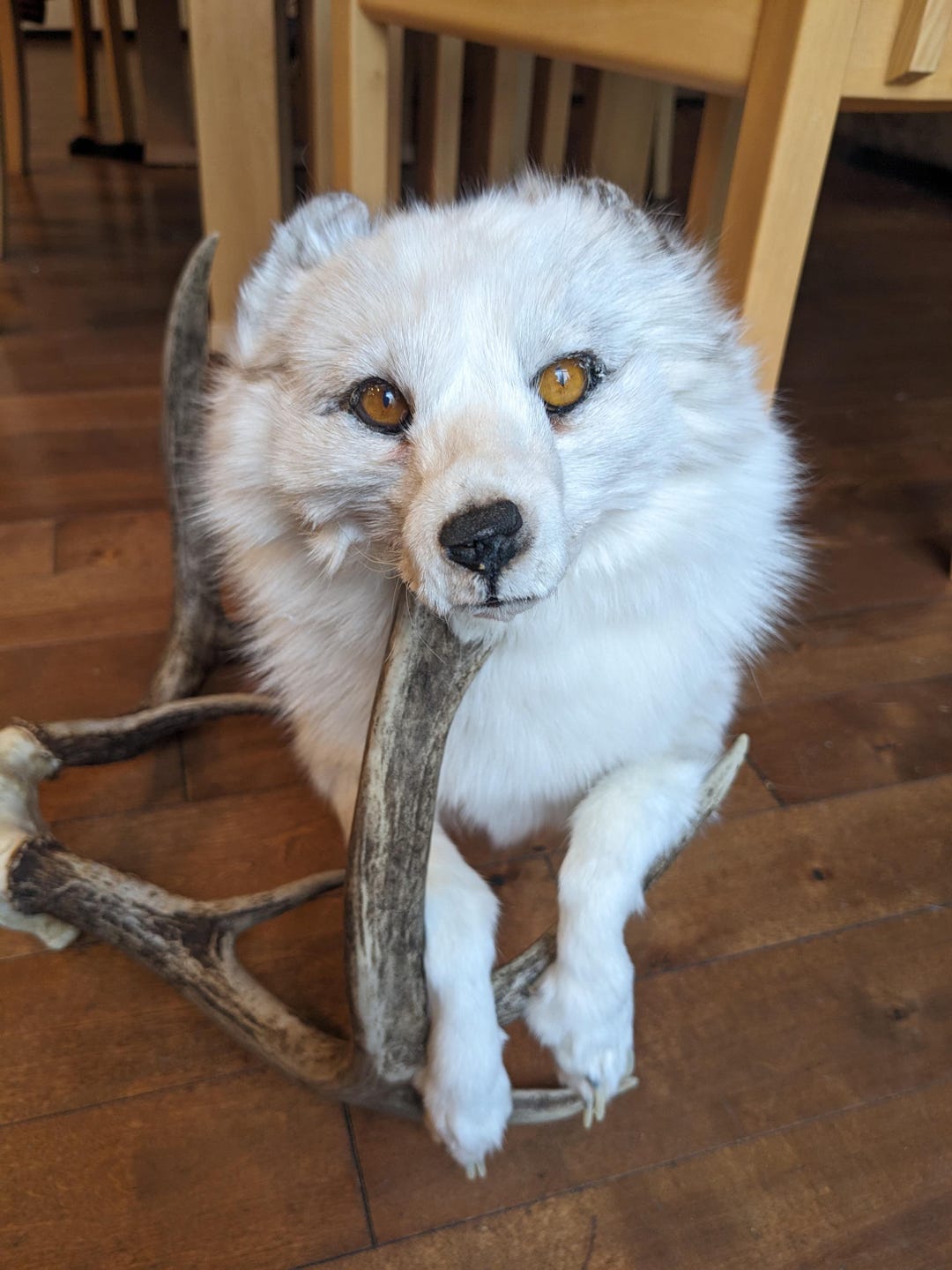 Blue Arctic Fox Soft Mount - Etsy