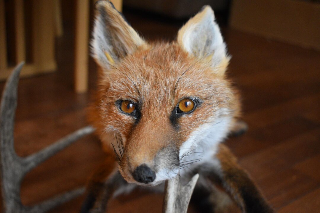 Red Fox Soft Mount - Etsy