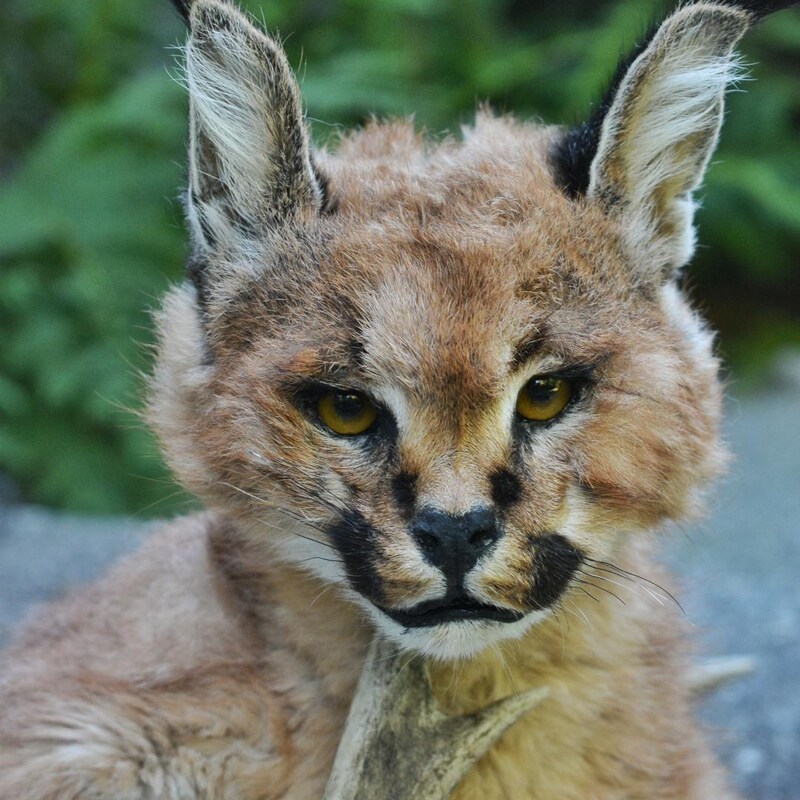 Animal Mount - Etsy UK