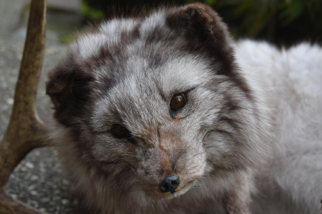 Blue Shadow Arctic Fox Soft Mount - Etsy