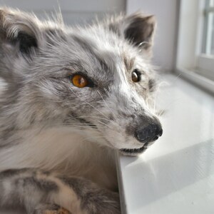 Taxidermy Soft Mount Commission Please Read Description - Etsy