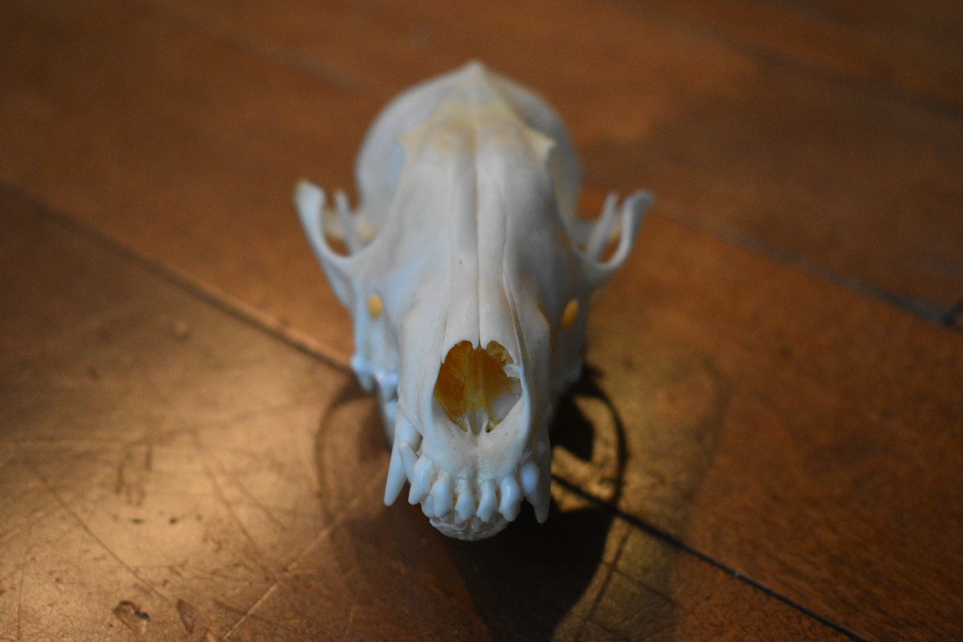 Pristine Condition Fox Skull Complete With All Teeth and Jaw - Etsy