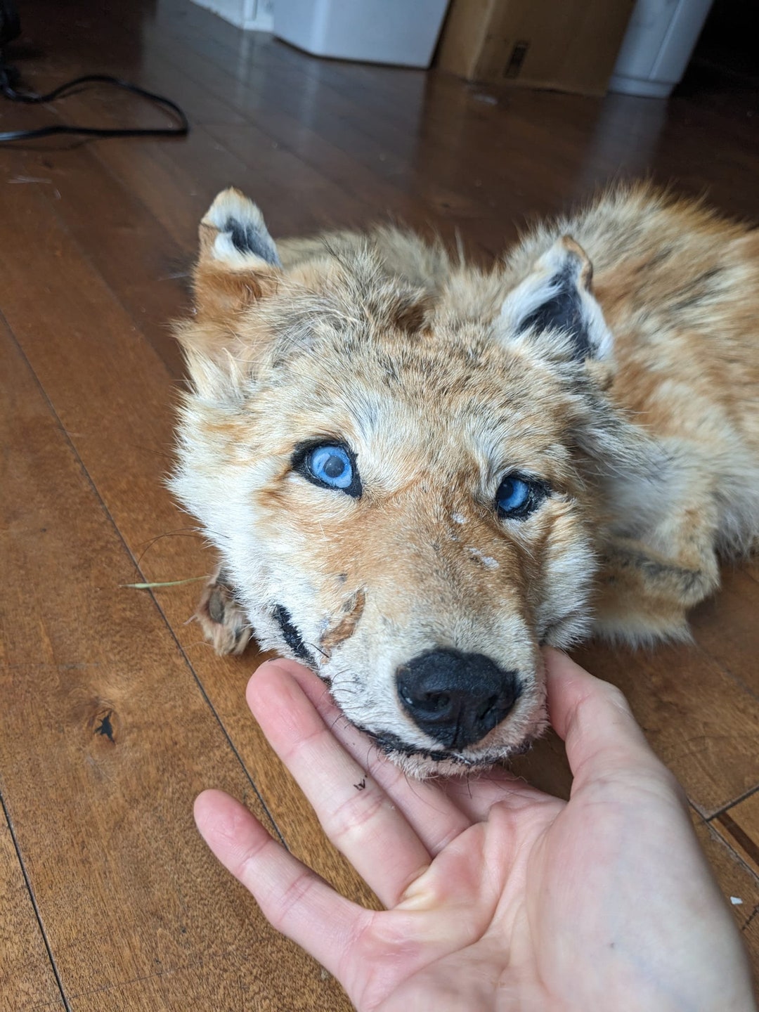 Head Mounted Only Red Coyote DERPY BOY, Read Description - Etsy