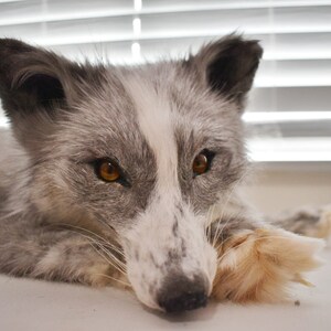 Taxidermy Soft Mount Commission Please Read Description - Etsy