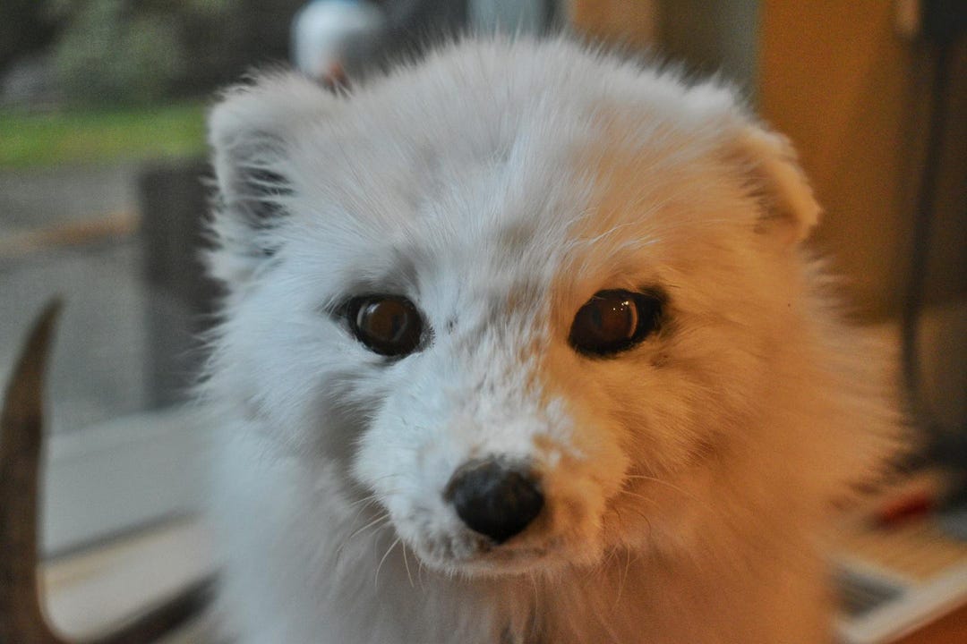White Arctic Fox Soft Mount - Etsy
