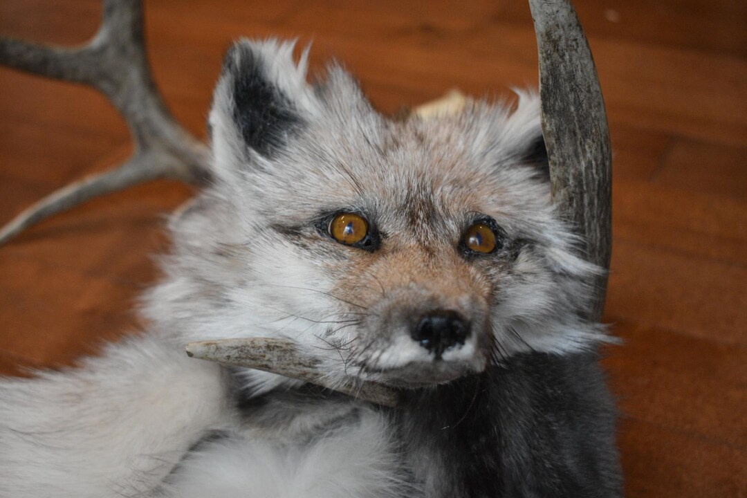 Head Mounted Only Dilute Cross Fox Pelt - Etsy