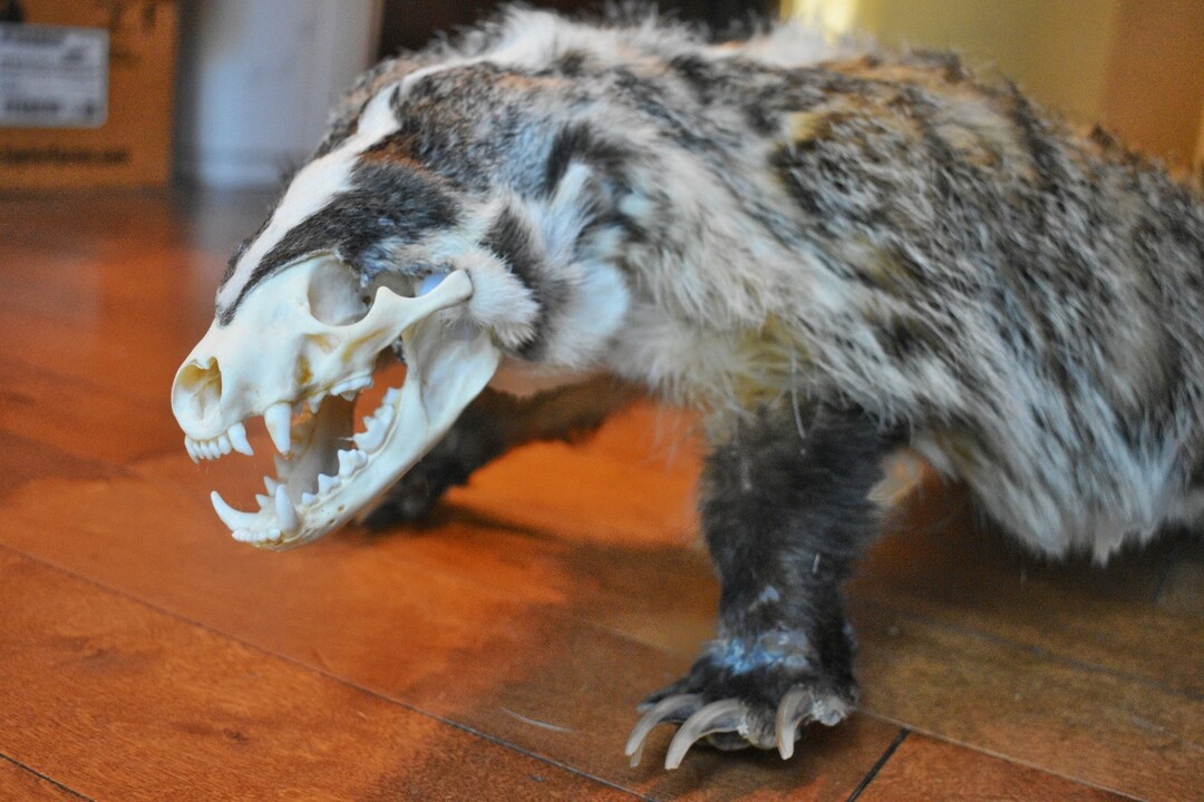 Skull Badger Traditional Taxidermy Mount - Etsy Australia