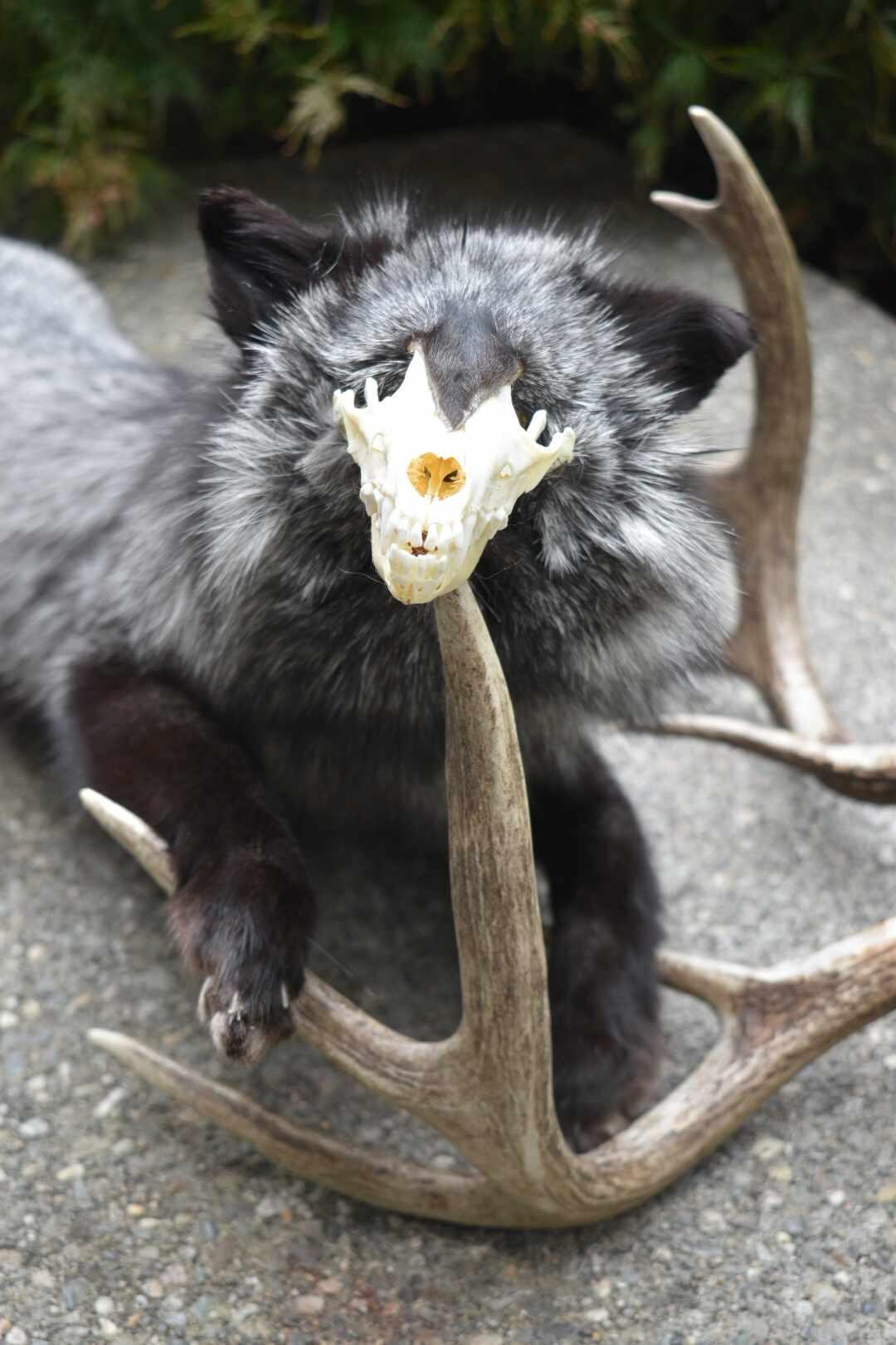 Silver Fox Skull Soft Mount - Etsy