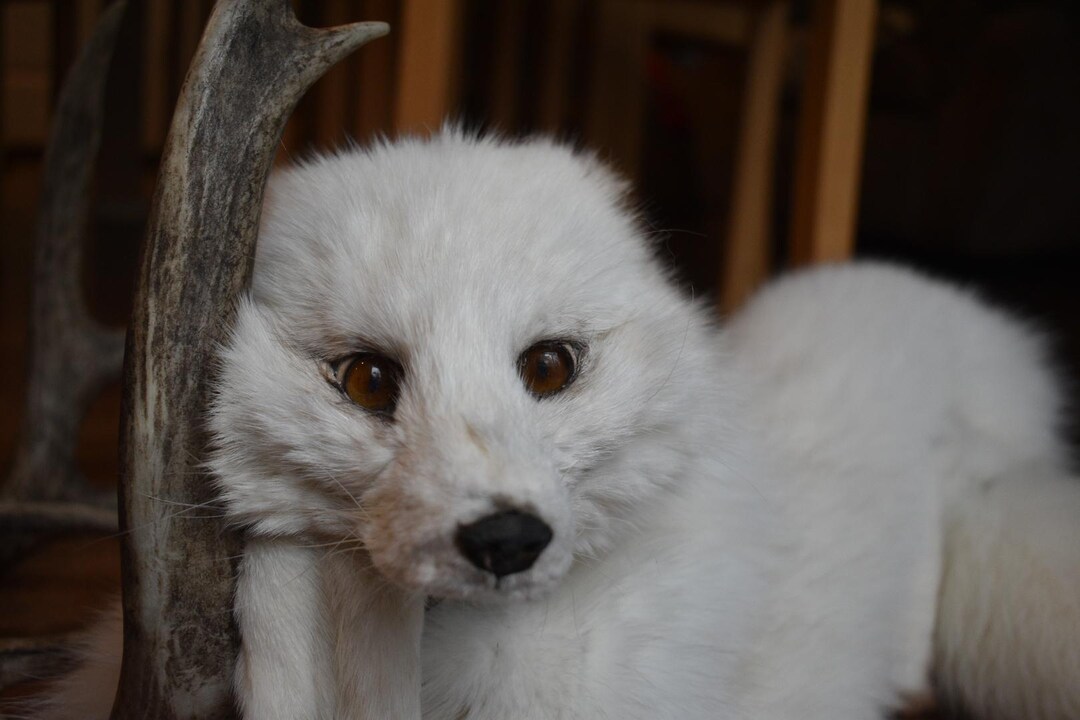 Head Mounted Only Blue Arctic Fox Taxidermy - Etsy