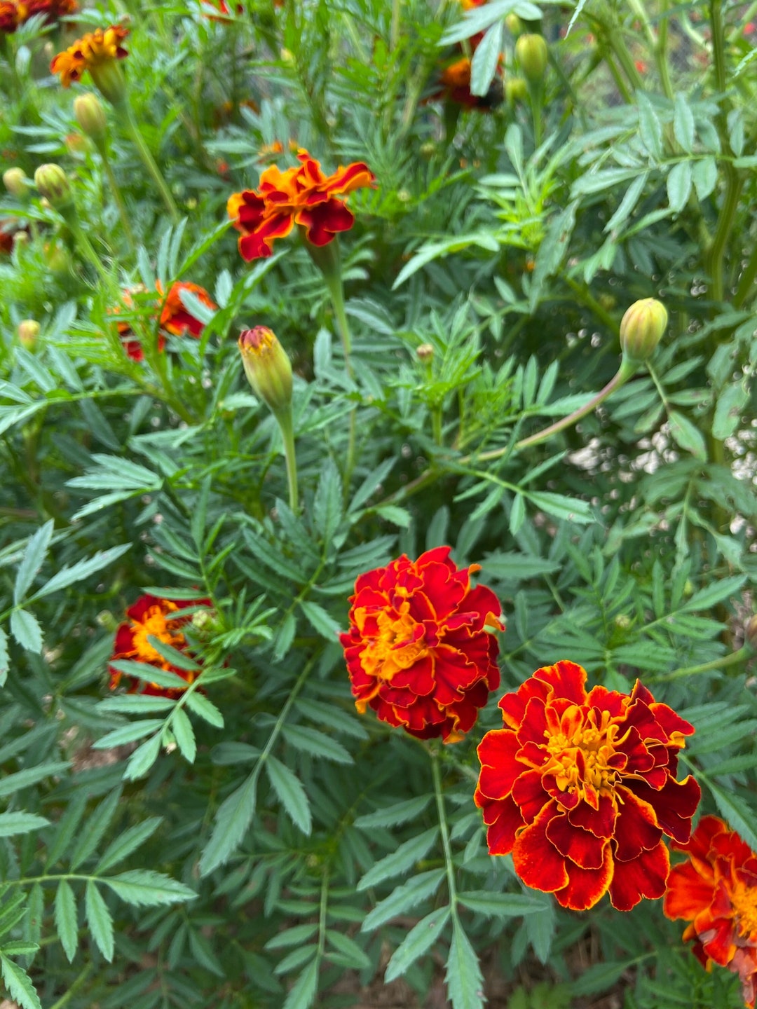 Red Marigold Seeds 250 Ct. - Etsy