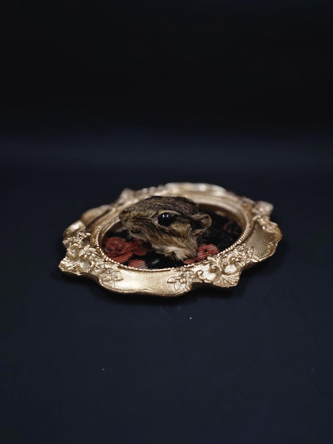 Chipmunk Mummified Head Mounted Oddity Curiosity - Etsy