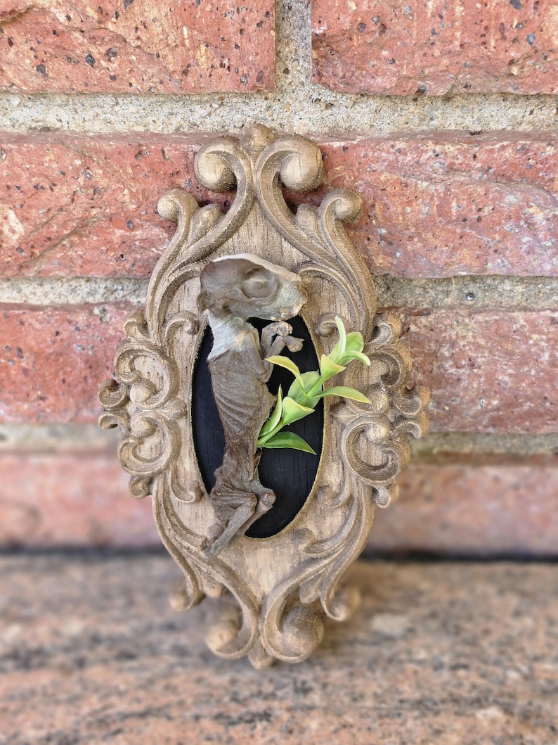 Mummified Brown Bunny With Foliage- Oddity - Curiosity - Etsy