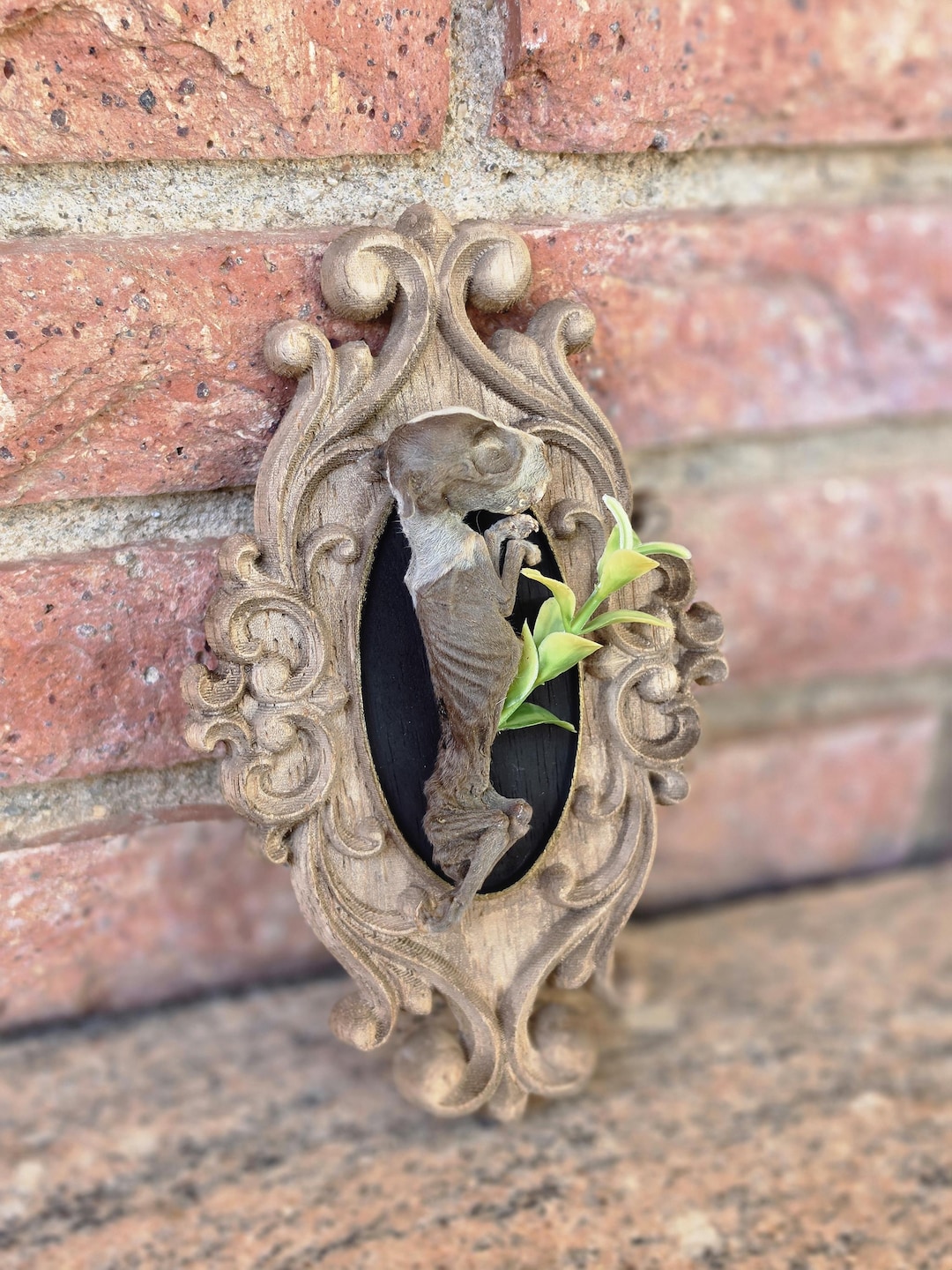 Mummified Brown Bunny With Foliage- Oddity - Curiosity - Etsy