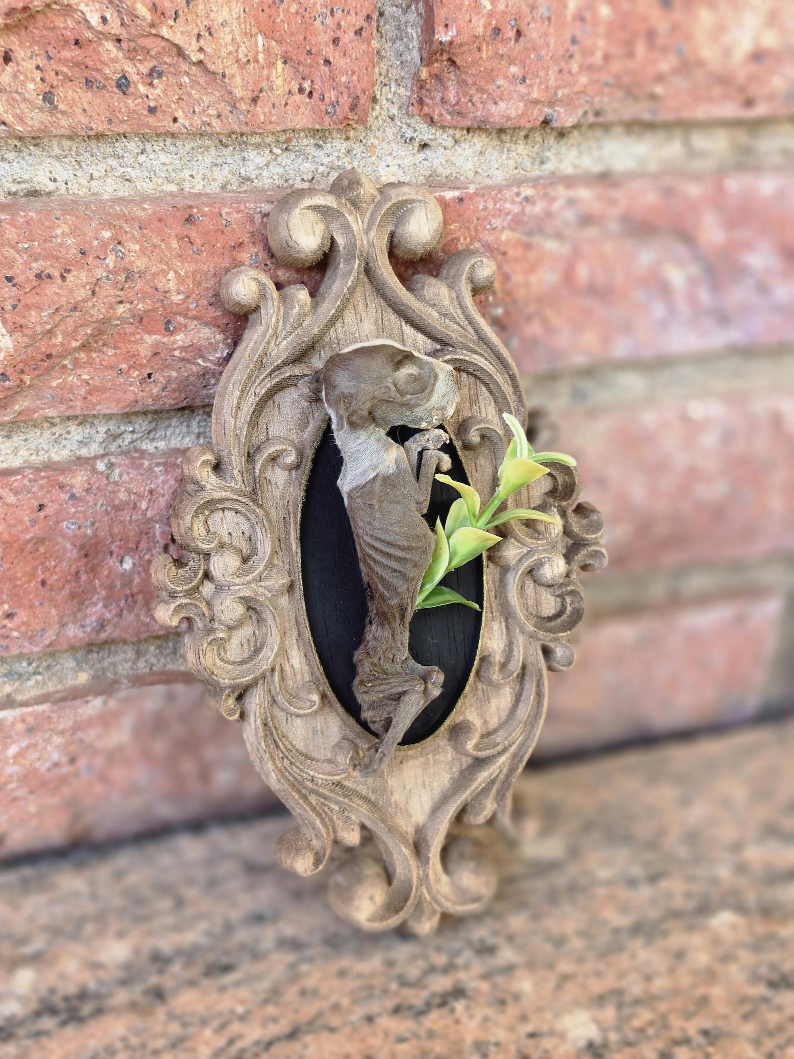 Mummified Brown Bunny With Foliage- Oddity - Curiosity - Etsy