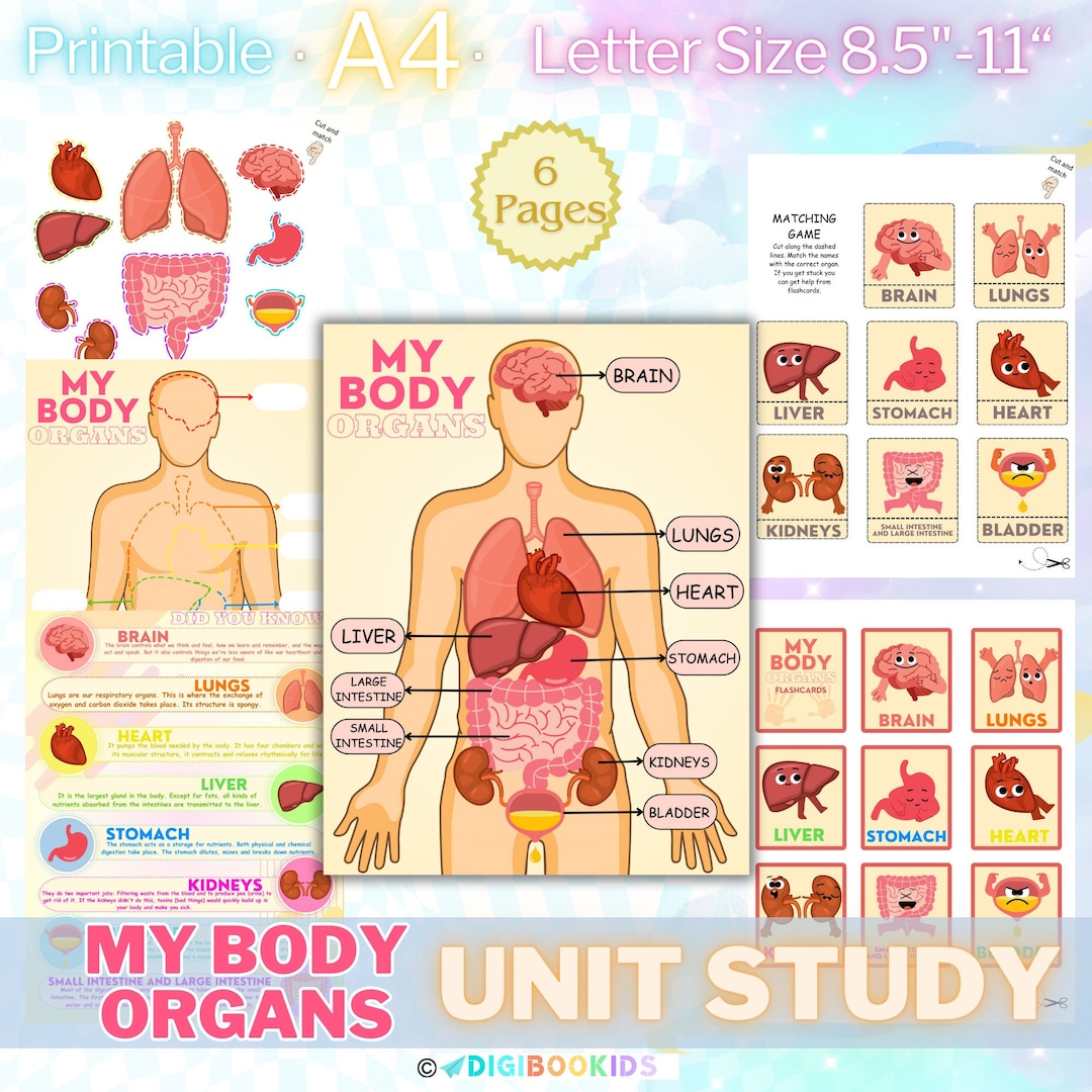 Human Body Organs Human Anatomy Kids Activity Homeschool - Etsy Australia