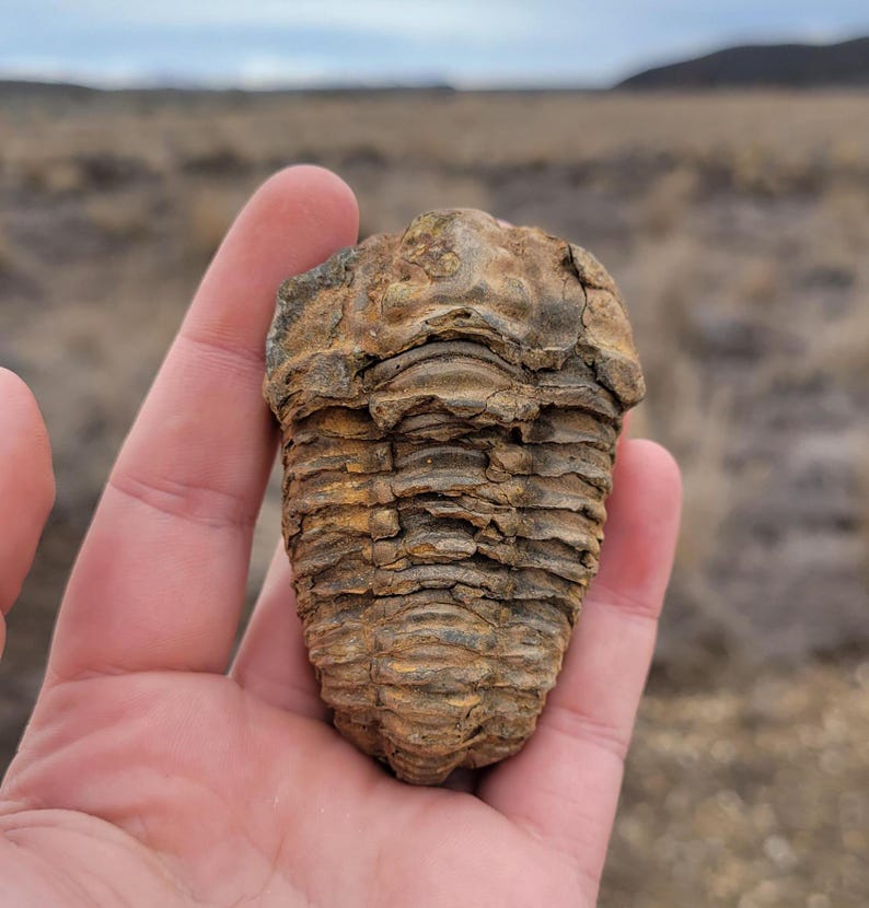 Large Well Preserved Calymene Trilobite Fossil From the Ordovician Time ...