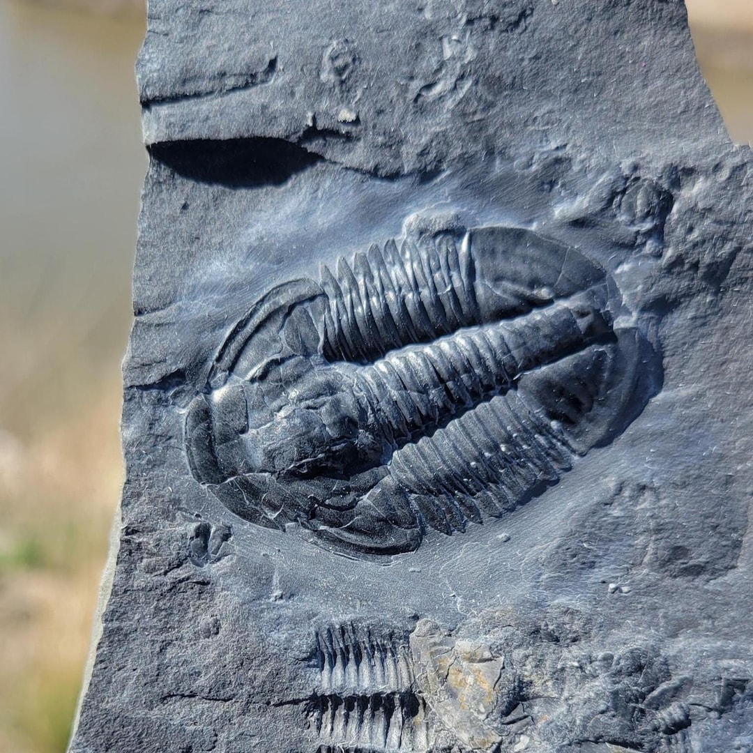 Well Preserved Trilobite Fossil in a Shale Matrix - Natural Fossil ...