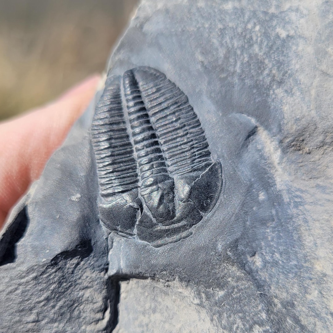 Well Preserved Trilobite Fossil in a Shale Matrix - Natural Trilobite ...