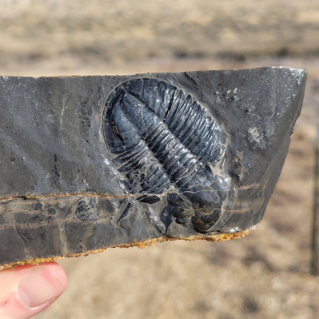 Well Preserved Trilobite Fossil in a Shale Matrix - Natural Fossil ...
