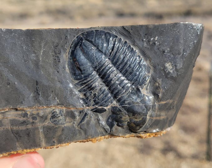 Enrolled 400 Million Year Old PHACOPS Trilobite Fossil 100% Natural 19 ...
