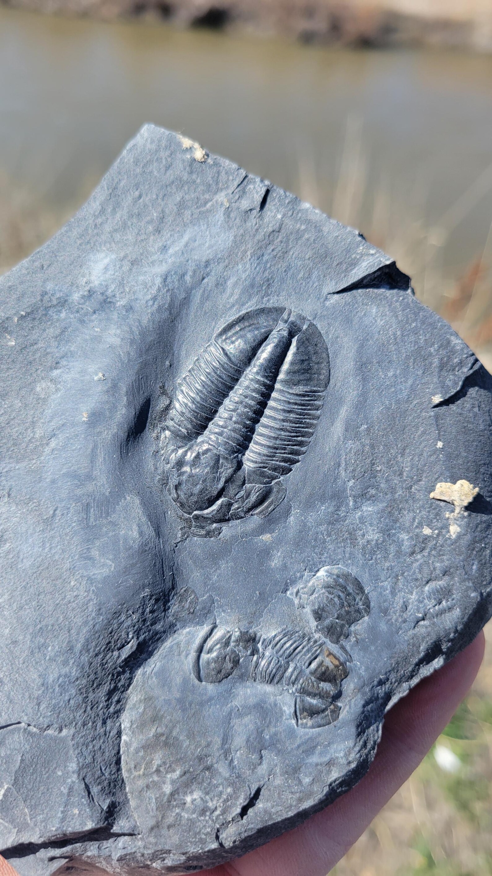 Well Preserved Trilobite Fossil in a Shale Matrix - Natural Fossil ...