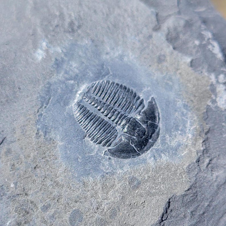 Well Preserved Trilobite Fossil in a Shale Matrix - Natural Trilobite ...