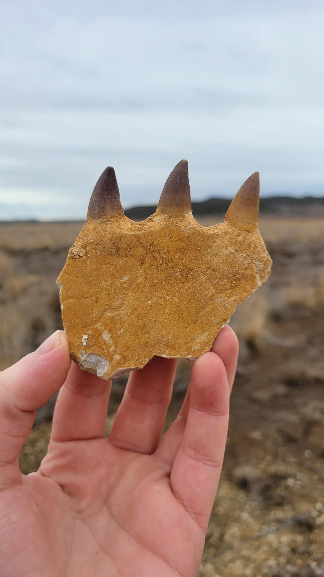Well Preserved Mosasaur Jaw With Three Teeth From the Cretaceous Time ...