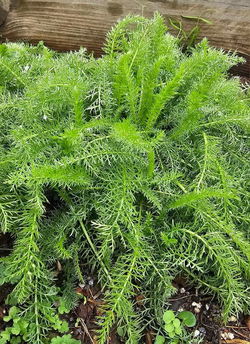 Live White Common Yarrow Plants - Etsy Canada