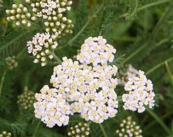 Live White Yarrow 'firefly Diamond' Achillea Perennial Flower Plugs (4 ...