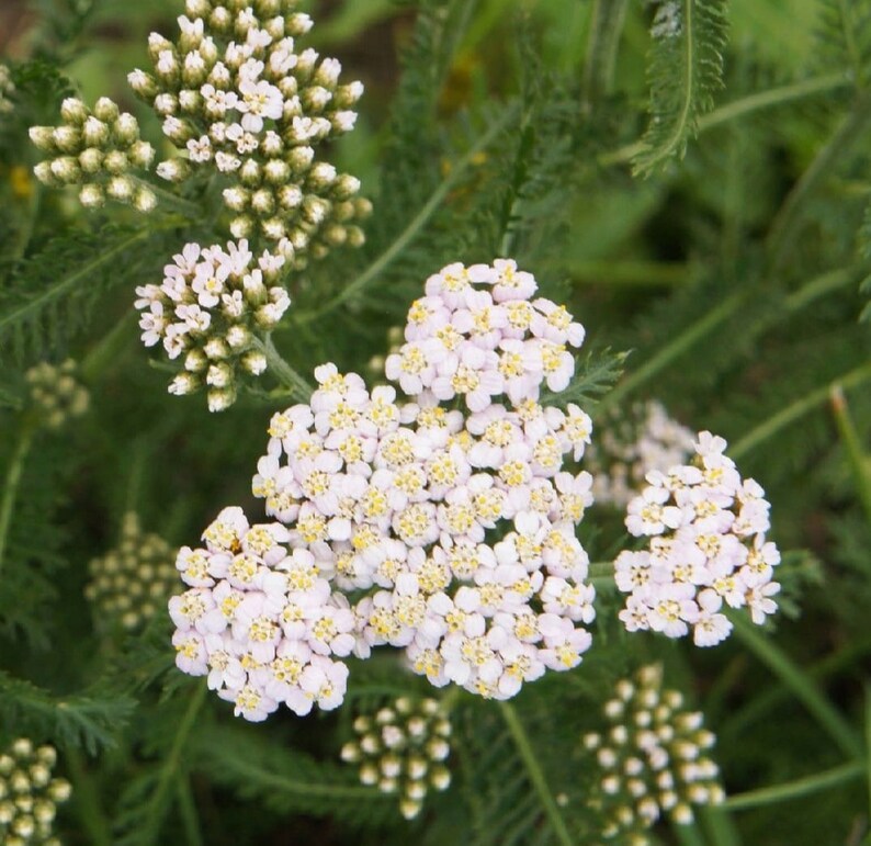 Live White Common Yarrow Plants - Etsy Canada