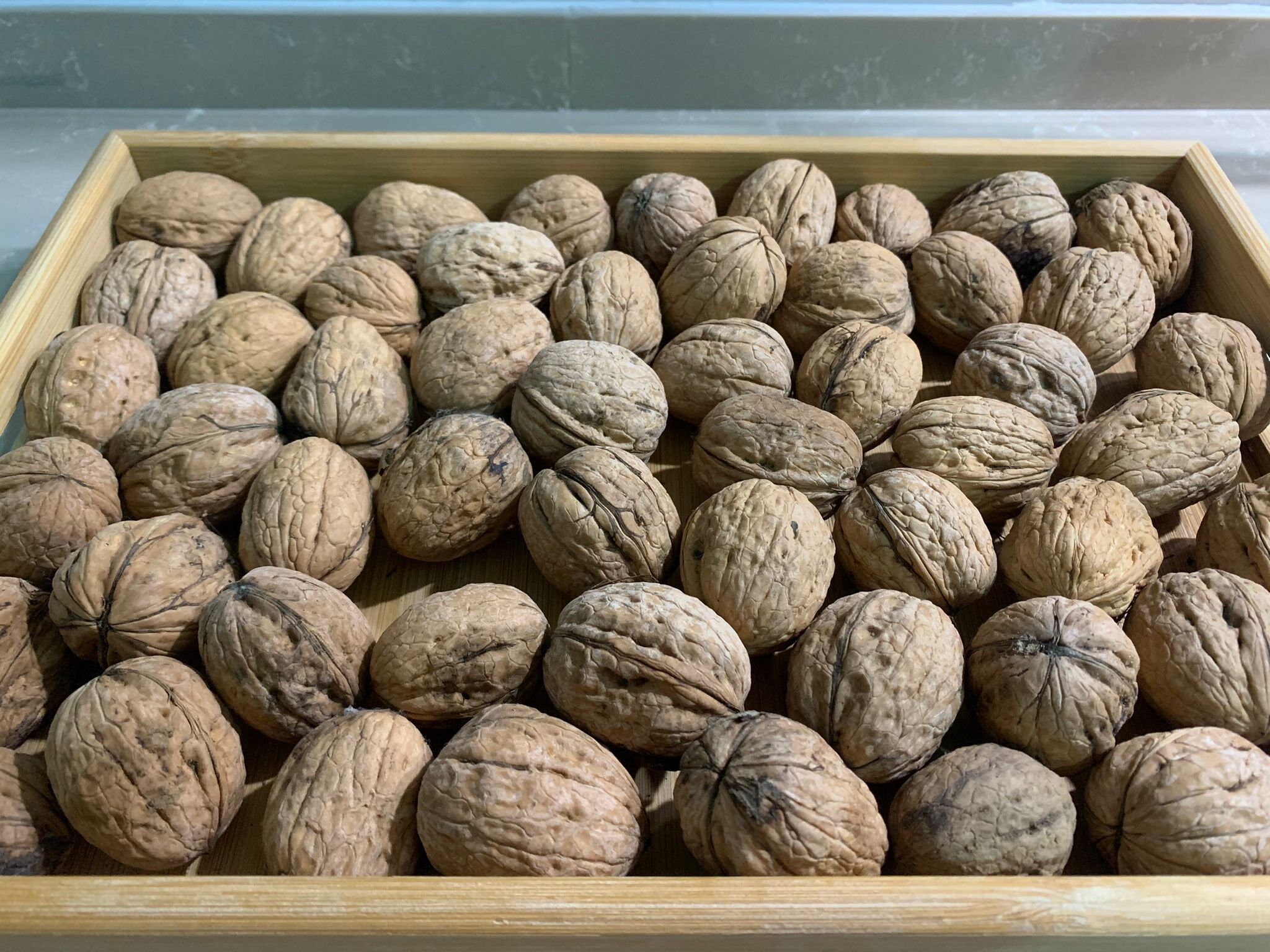 ORGANIC Walnuts, WALNUTS With Shell, Farm Product From Turkey, High ...