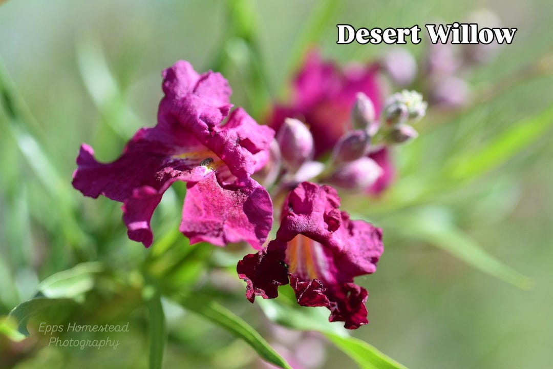 Desert Willow Tree Seed Pods: Mojave Native Plants *pink Flowers Purple ...