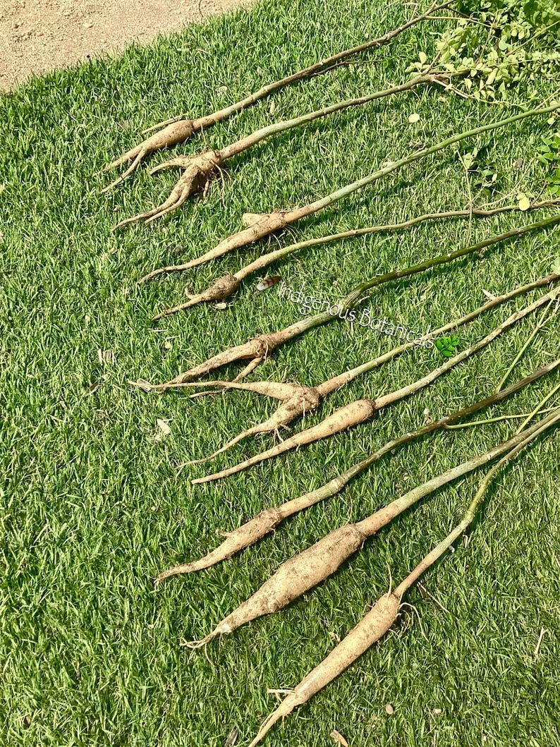 BULK Live Moringa Roots Moringa Root Stock organically Grown Moringa ...