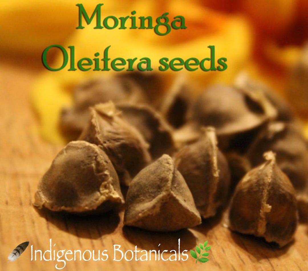 100 Organic Moringa Tree Seeds - Malunggay Seeds - Grow Instructions ...