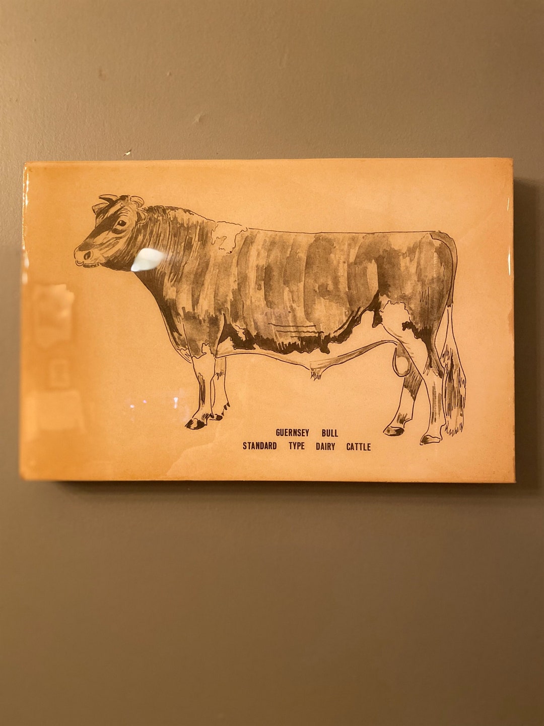 Vintage Cow and Bull Science Posters Epoxied - Etsy
