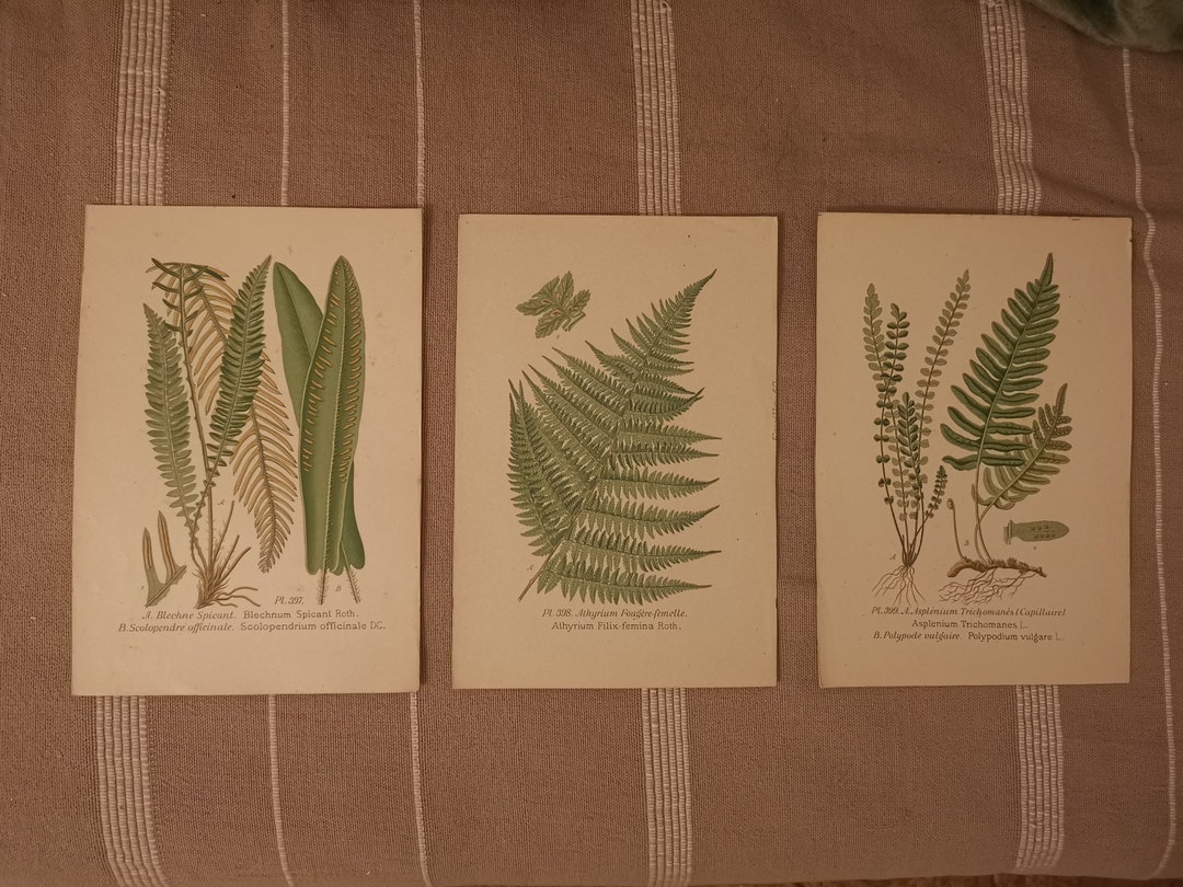 1891 Lot of 3 Original Illustrated Botanical Plates Ferns - Etsy