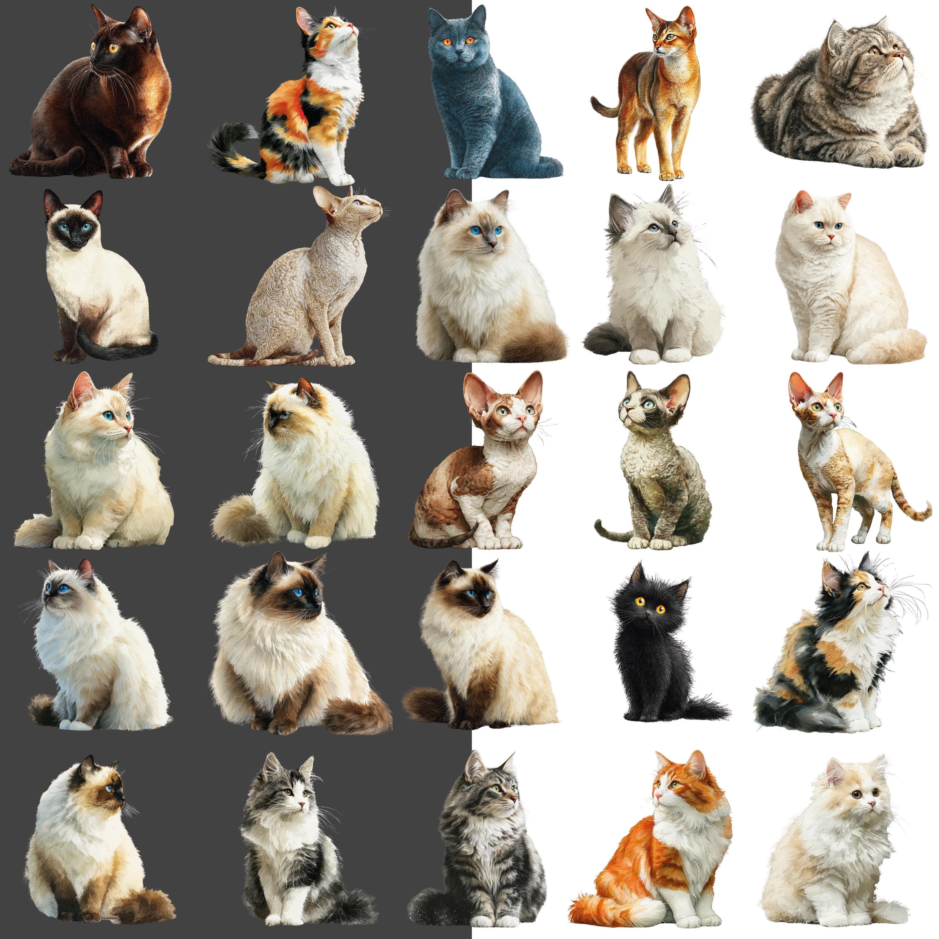 Realistic Cat Clipart Bundle: 134 PNG Images (digital Download 300 DPI ...