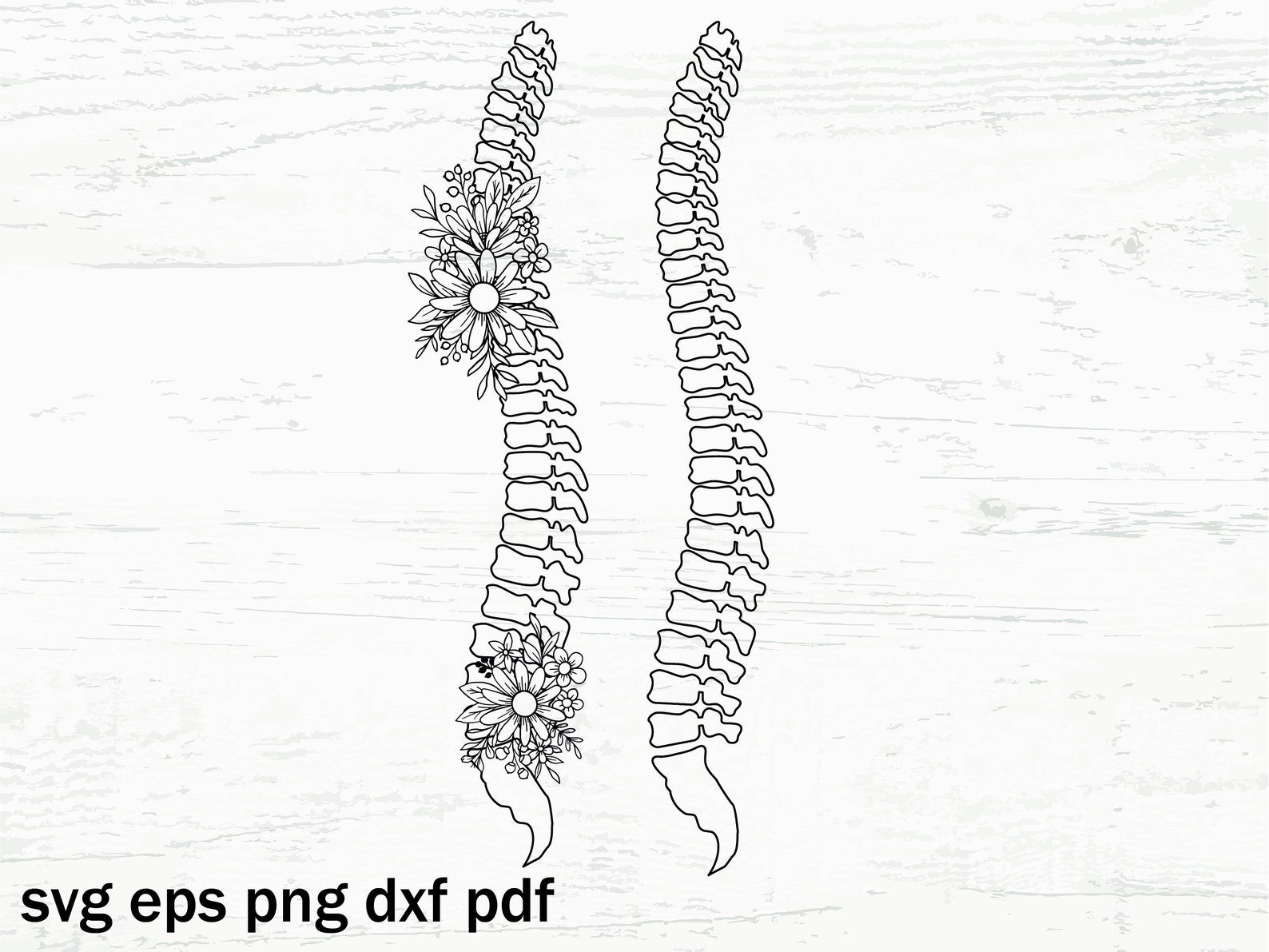 Floral Spine Anatomy SVG, Human Spine Svg, Spinal Cord Svg, Flower ...